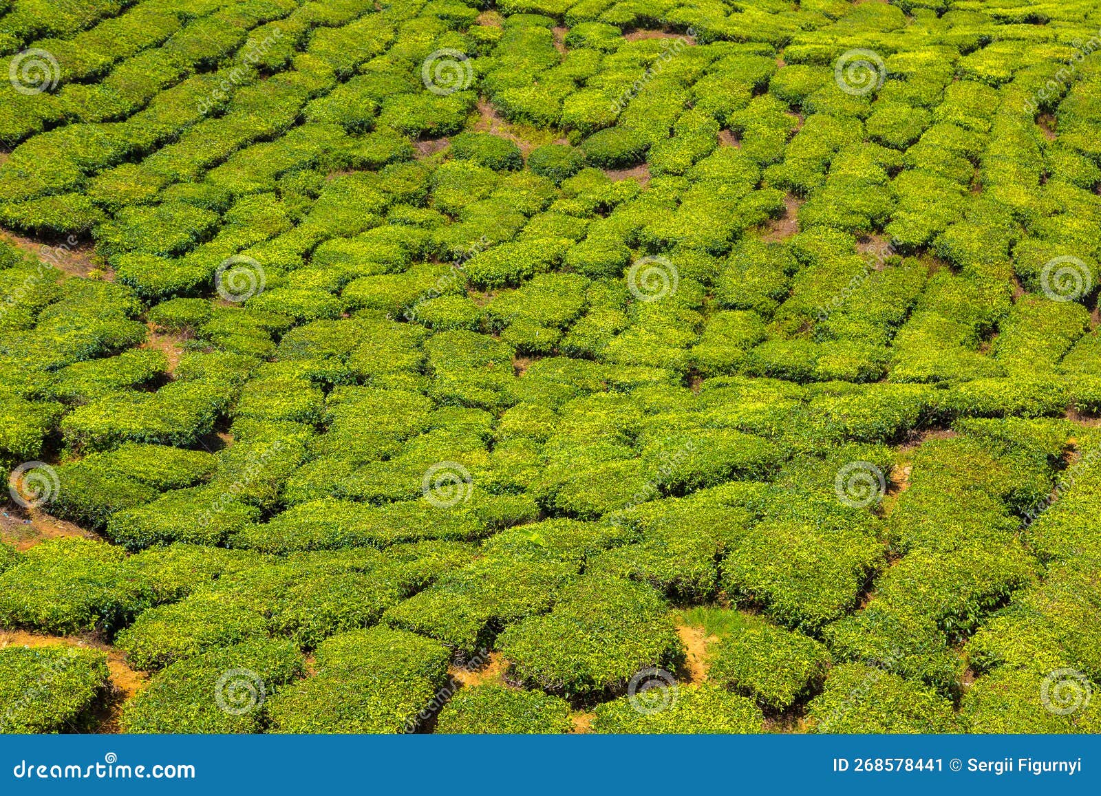 Beautiful Tea plantations stock image. Image of myanmar - 268578441