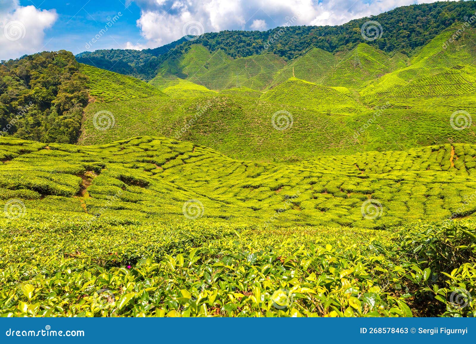 Beautiful Tea plantations stock image. Image of farmland - 268578463