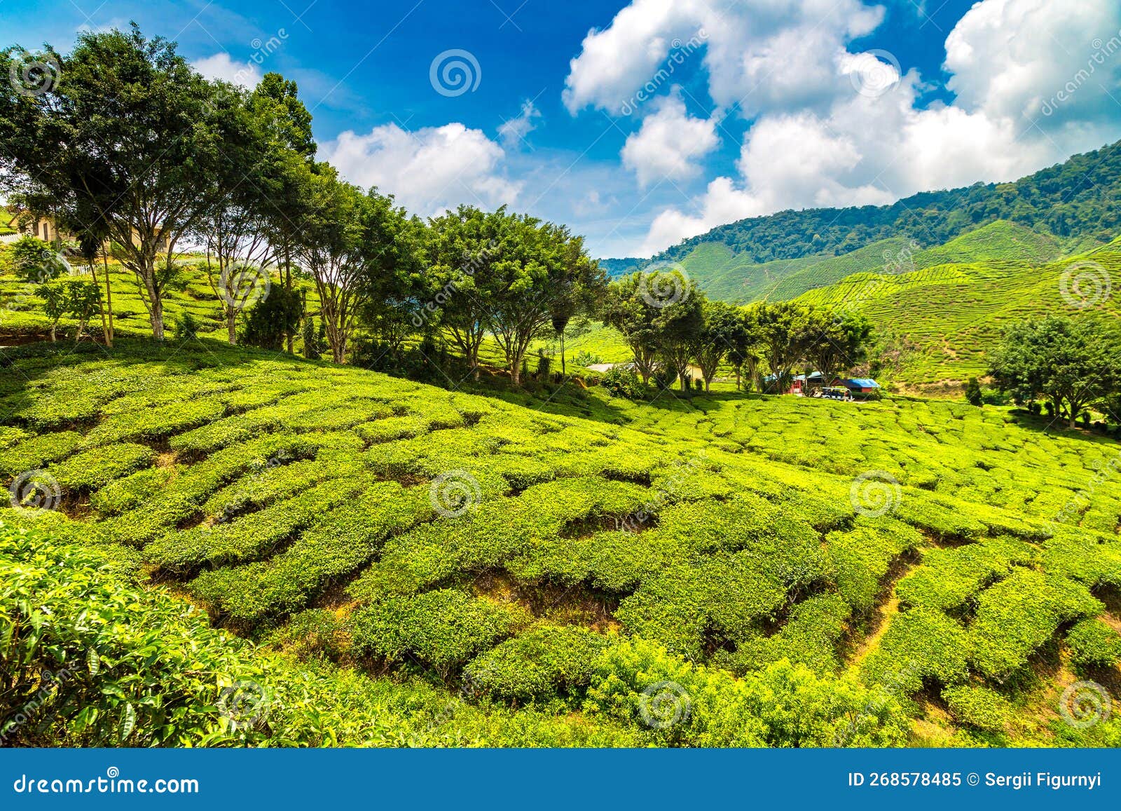 Beautiful Tea plantations stock image. Image of farming - 268578485