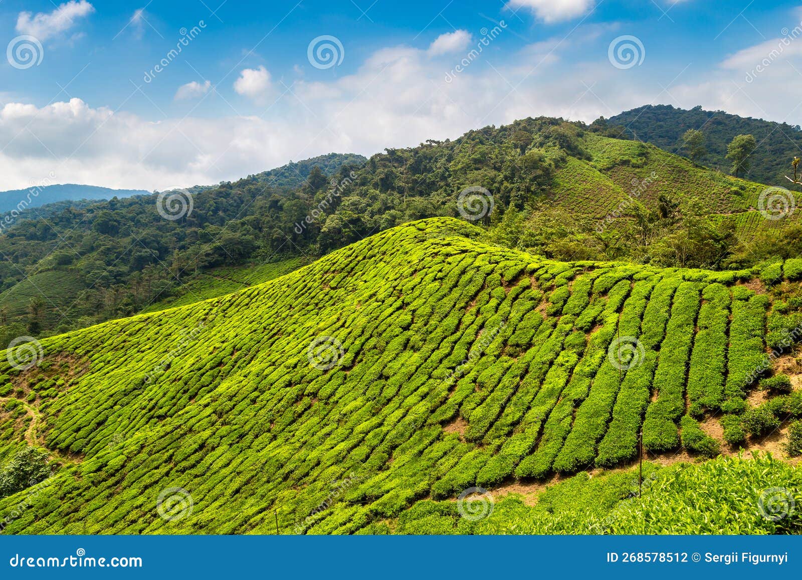 Beautiful Tea plantations stock photo. Image of agricultural - 268578512