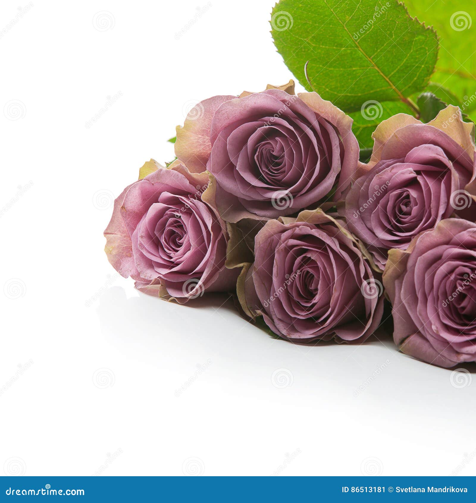 Beautiful tea rose flowers stock image. Image of rose - 86513181