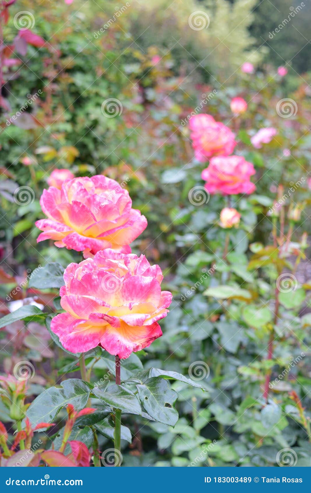 Beautiful Tea Rose in pink stock image. Image of plant - 183003489