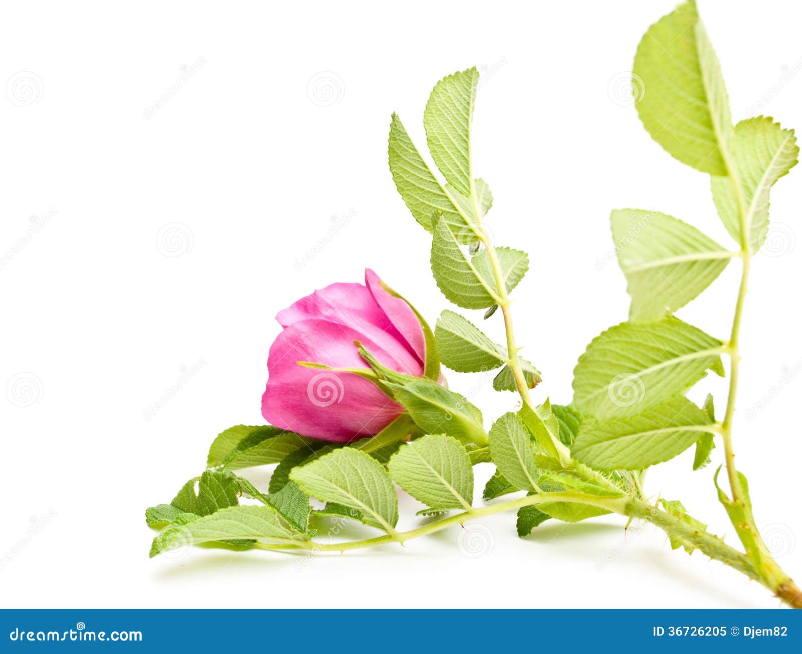 Beautiful tea rose stock image. Image of color, green - 36726205