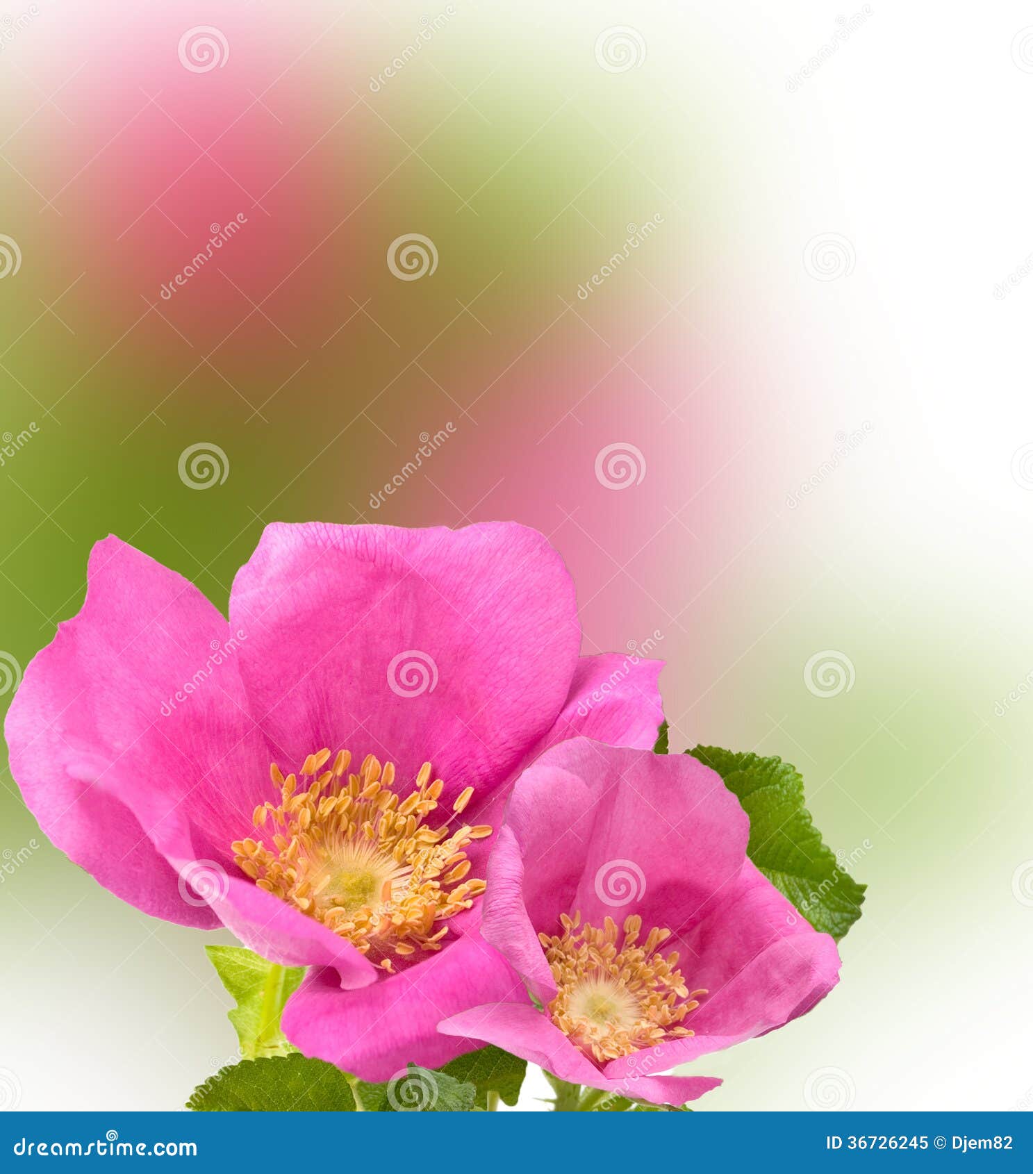 Beautiful tea rose stock image. Image of love, backgrounds - 36726245
