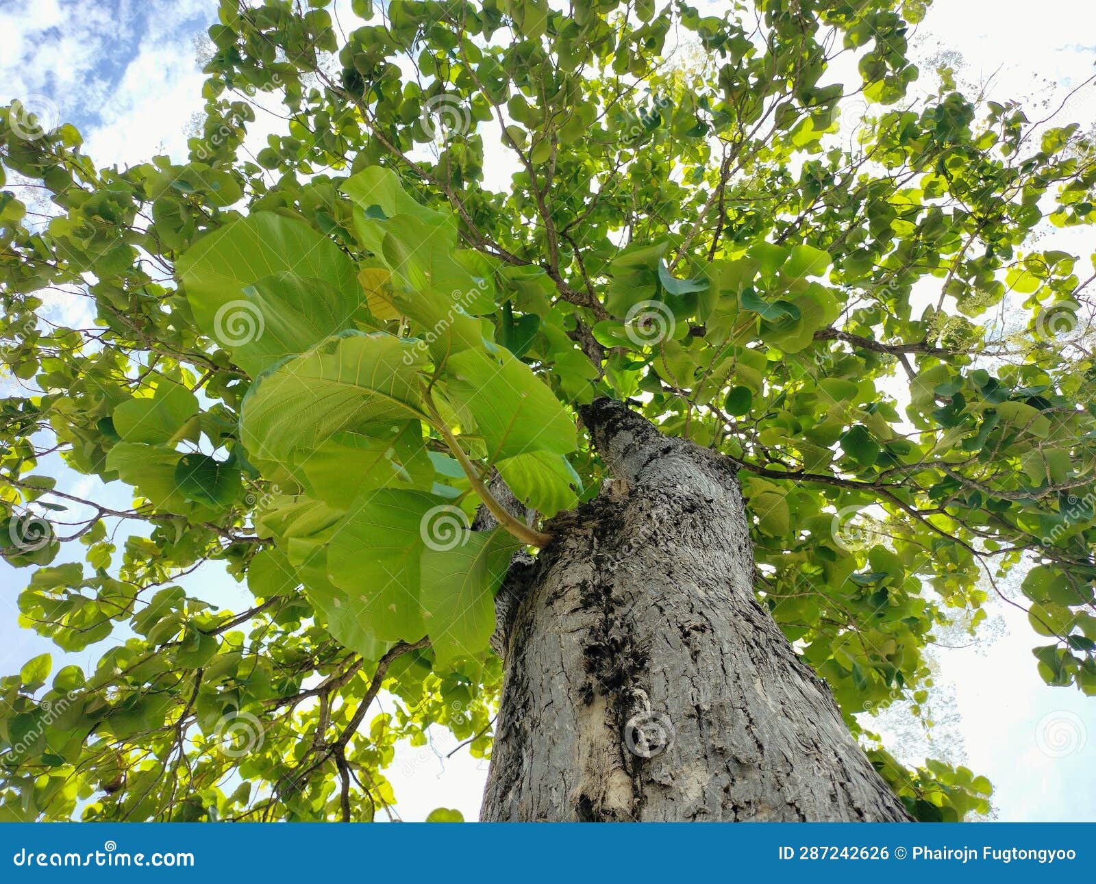 Beautiful teak tree stock photo. Image of nature, food - 287242626