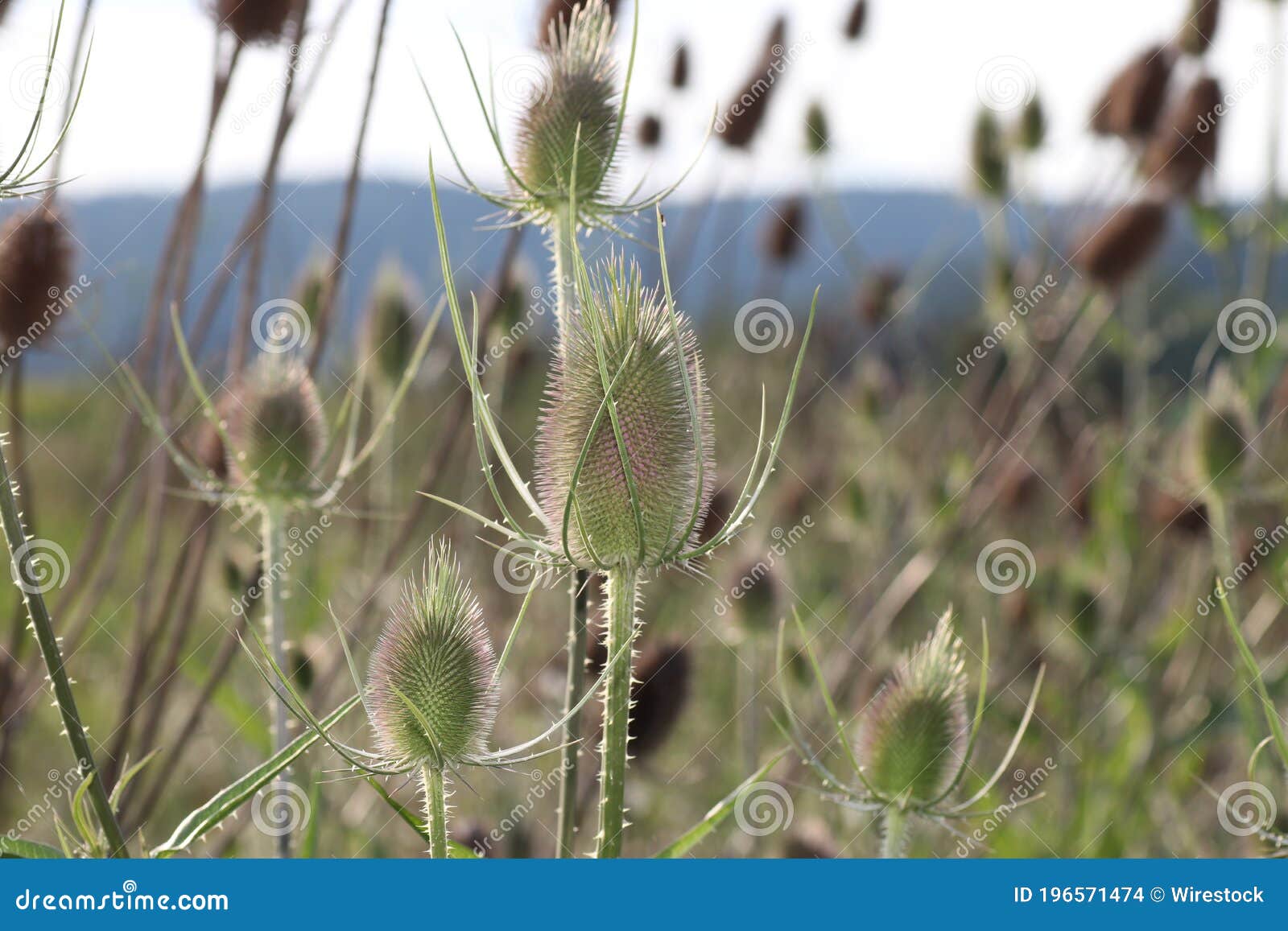 Beautiful Teasel Plants in the Field Stock Photo - Image of environment ...