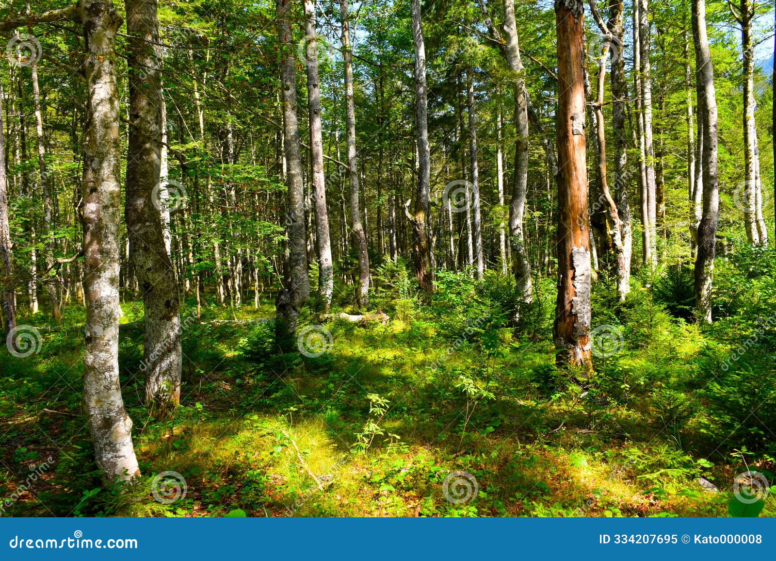Beautiful Temperate, Deciduous, Broadleaf Beech (Fagus Sylvatica ...