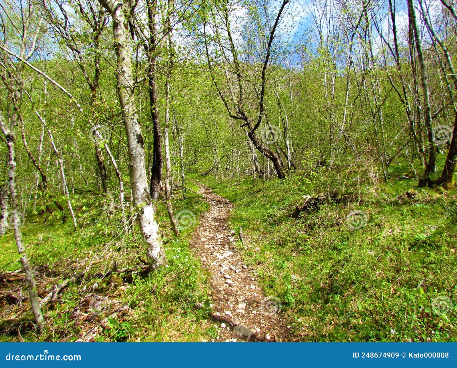 Beautiful Temperate, Deciduous, Broadleaf Forest in Spring Stock Image ...