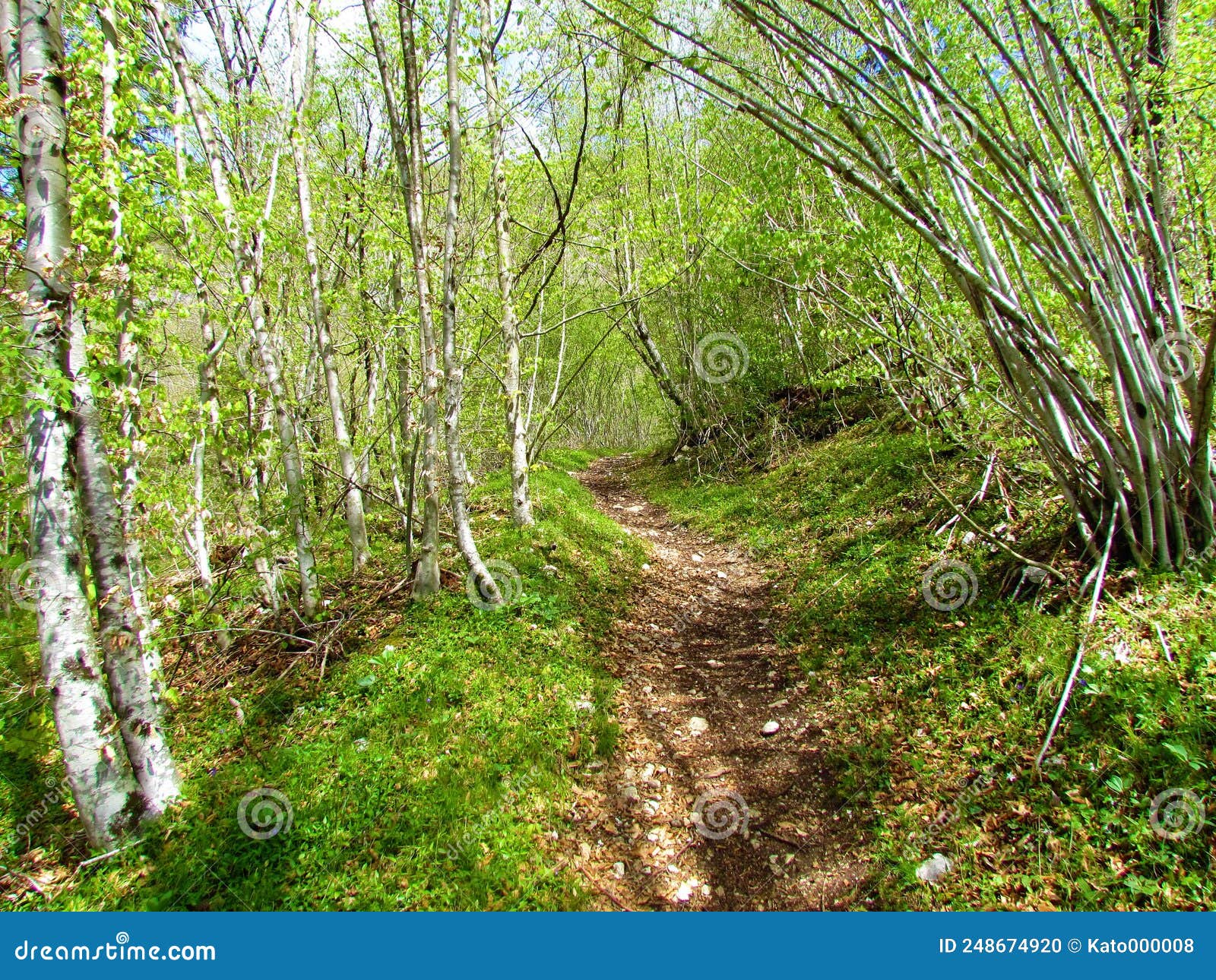 Beautiful Temperate, Deciduous, Broadleaf Forest in Spring Stock Photo ...