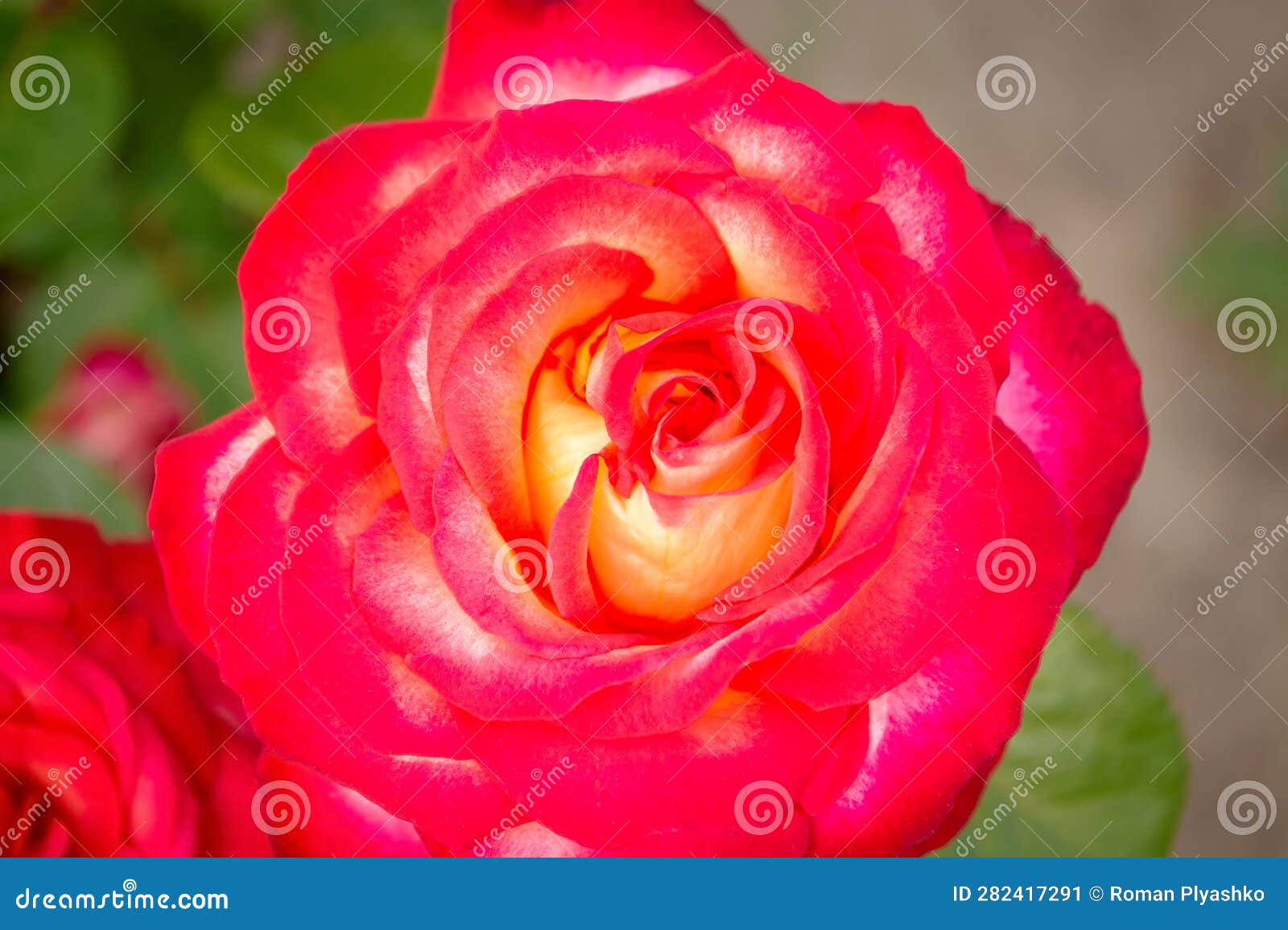 A Beautiful Tender Rose in the Garden. a Tender Flower Grows Stock ...