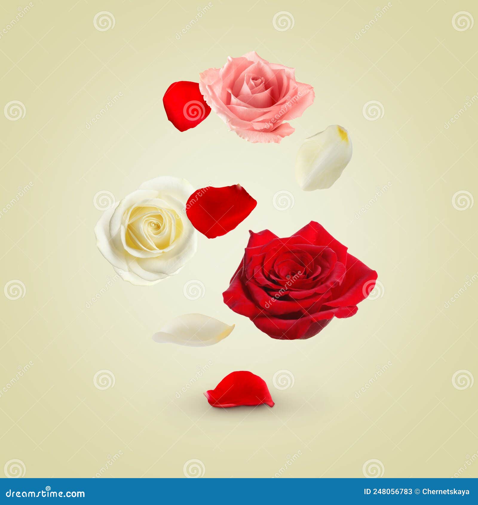 Beautiful Tender Roses Flying on Beige Background Stock Image - Image ...