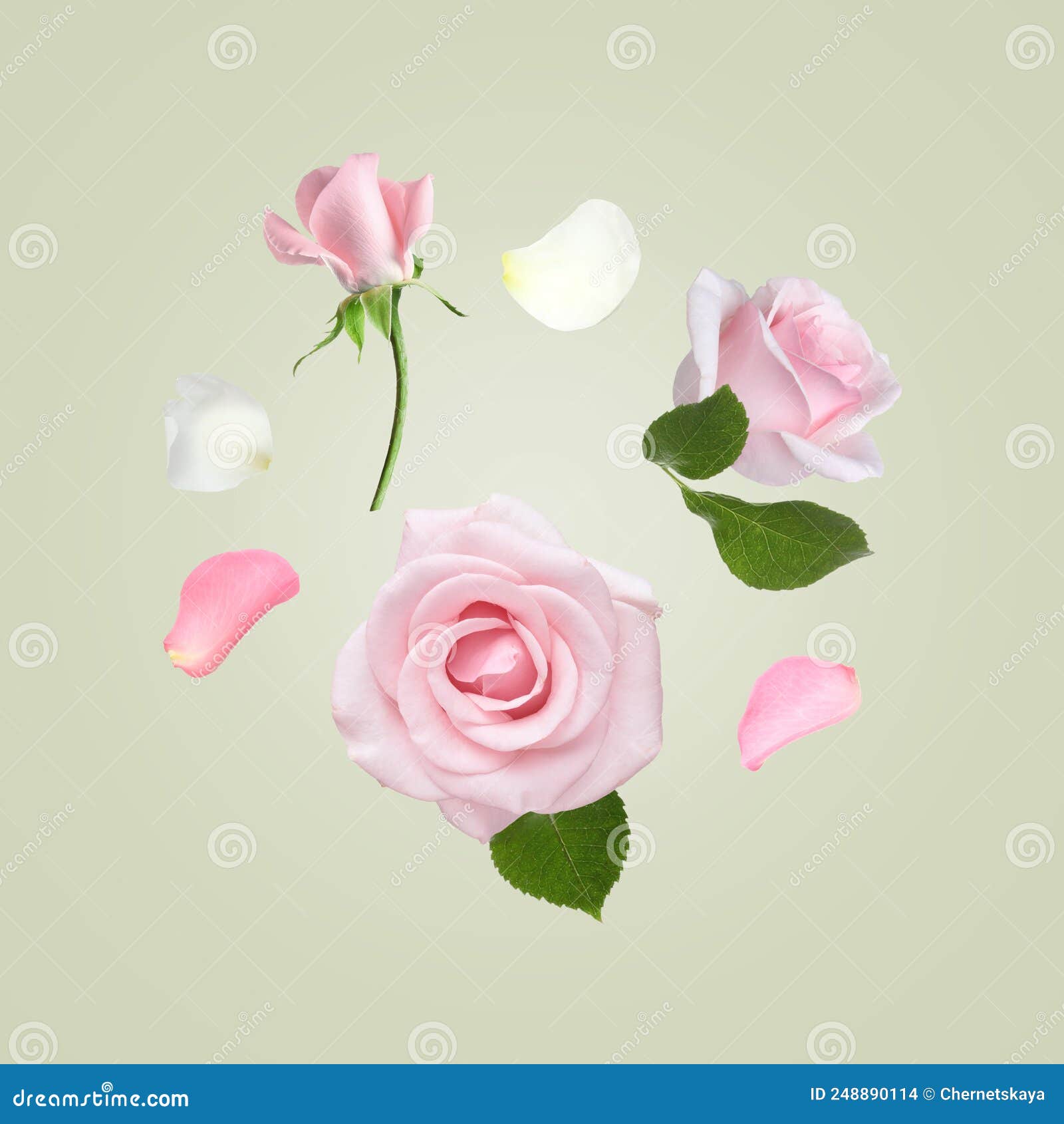 Beautiful Tender Roses Flying on Light Background Stock Photo - Image ...