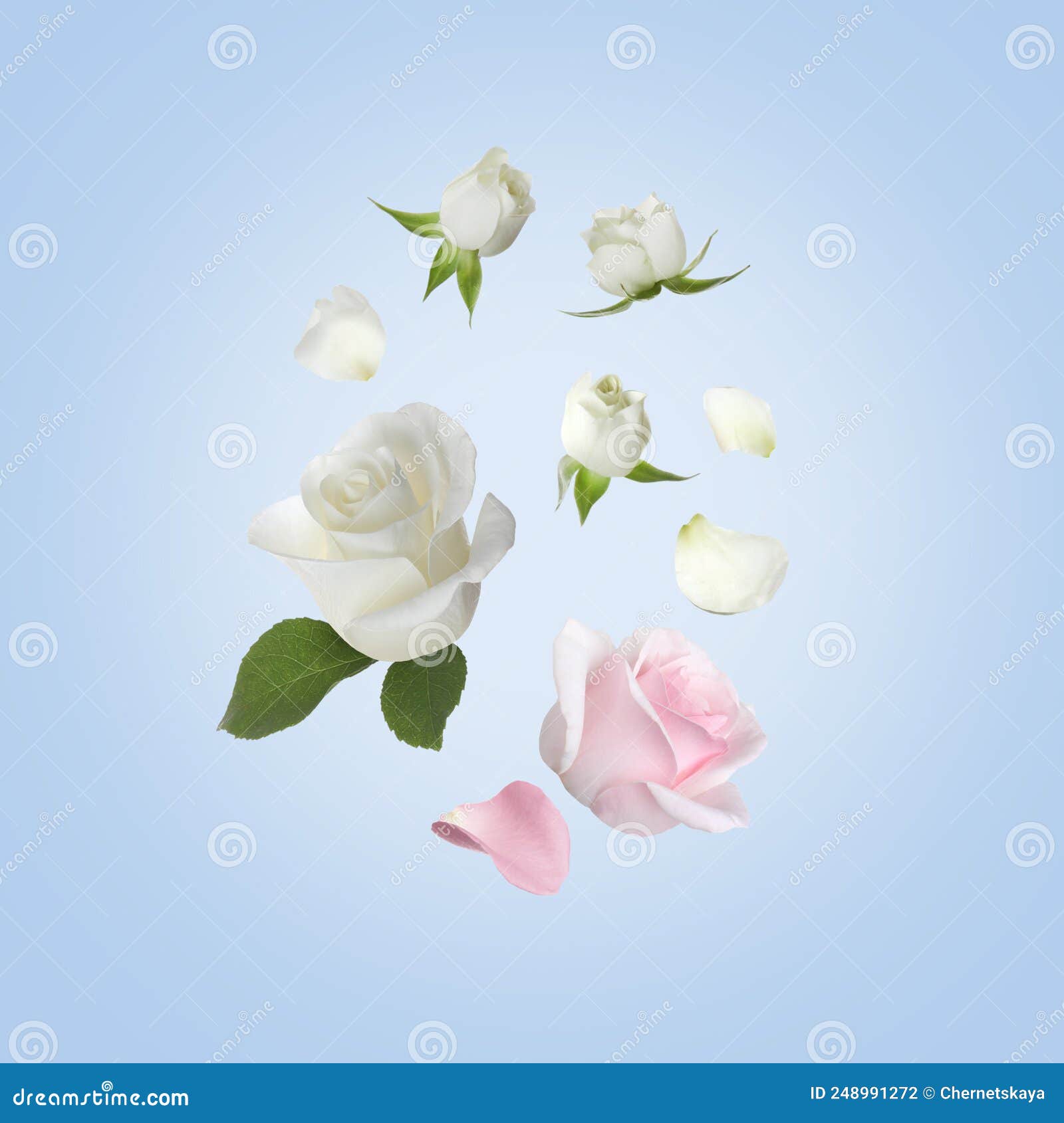Beautiful Tender Roses Flying on Light Blue Background Stock Photo ...
