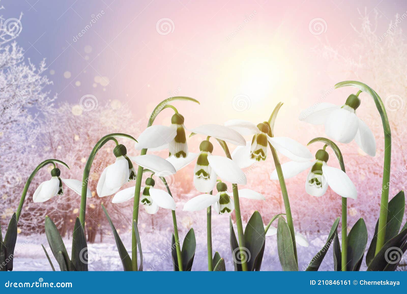Beautiful Tender Snowdrops Outdoors. First Spring Flowers Stock Image ...