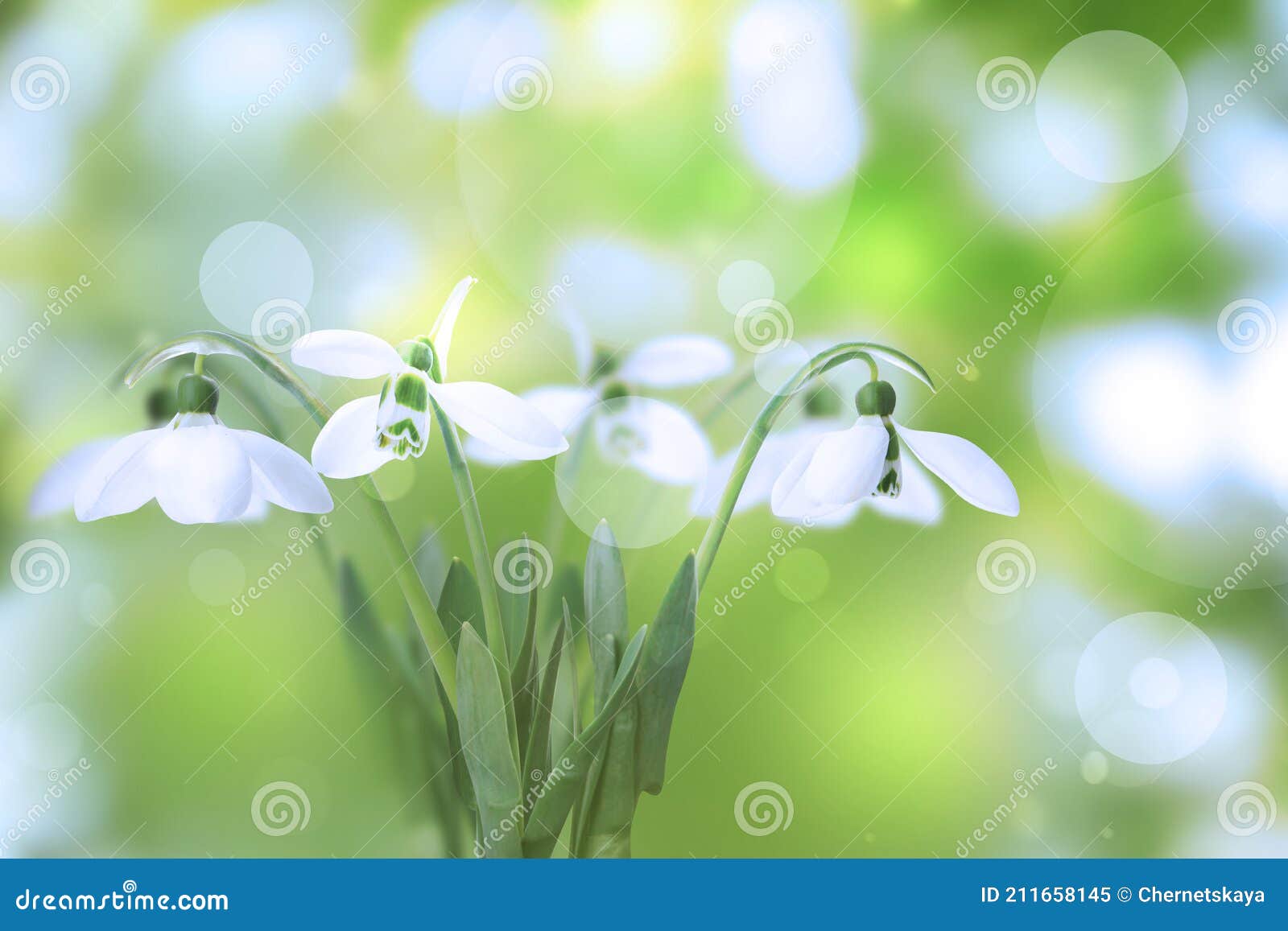 Beautiful Tender Snowdrops Outdoors on Sunny Day. First Spring Flowers ...