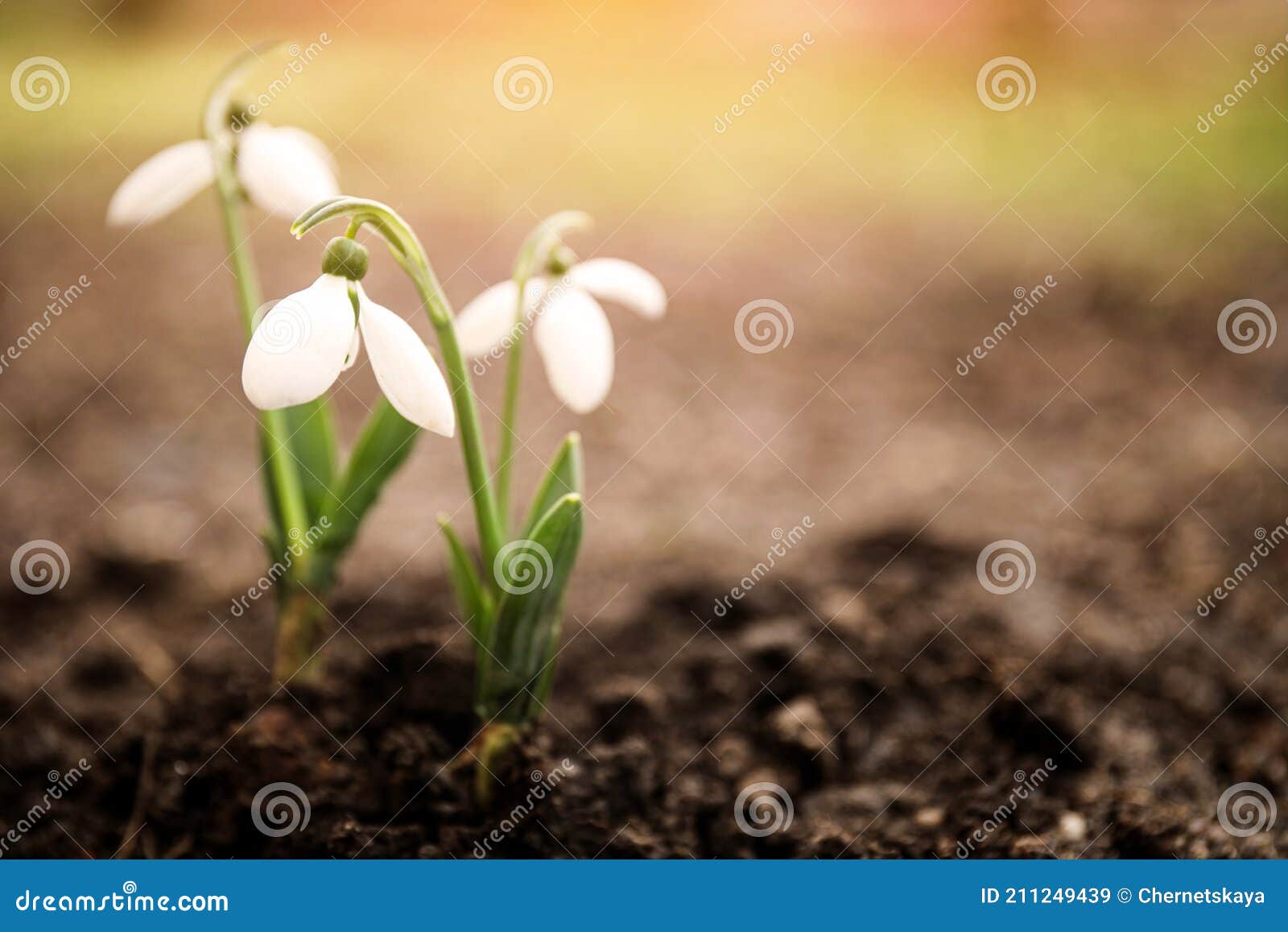 Beautiful Tender Snowdrops Outdoors on Sunny Day, Space for Text. First ...