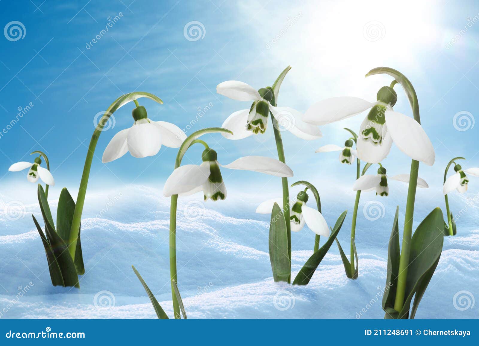 Beautiful Tender Spring Snowdrops Outdoors Against Blue Sky Stock Image ...