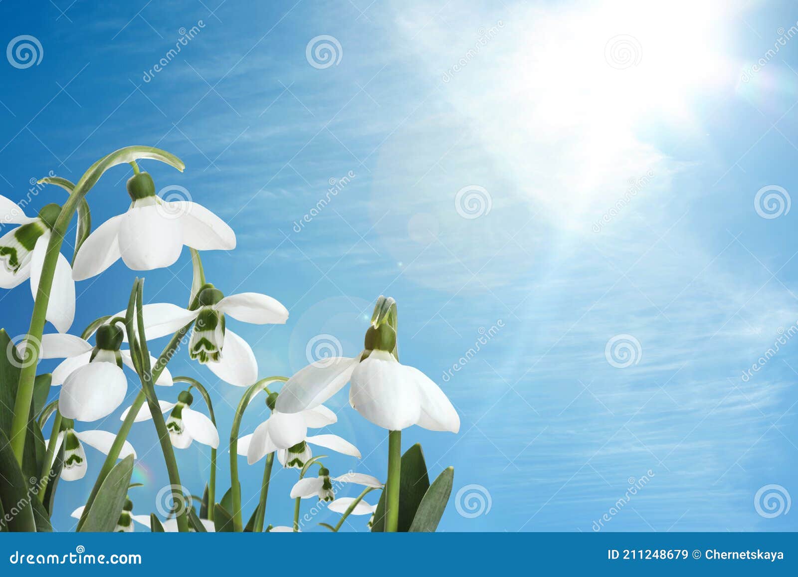 Beautiful Tender Spring Snowdrops Outdoors Against Blue Sky, Space for ...