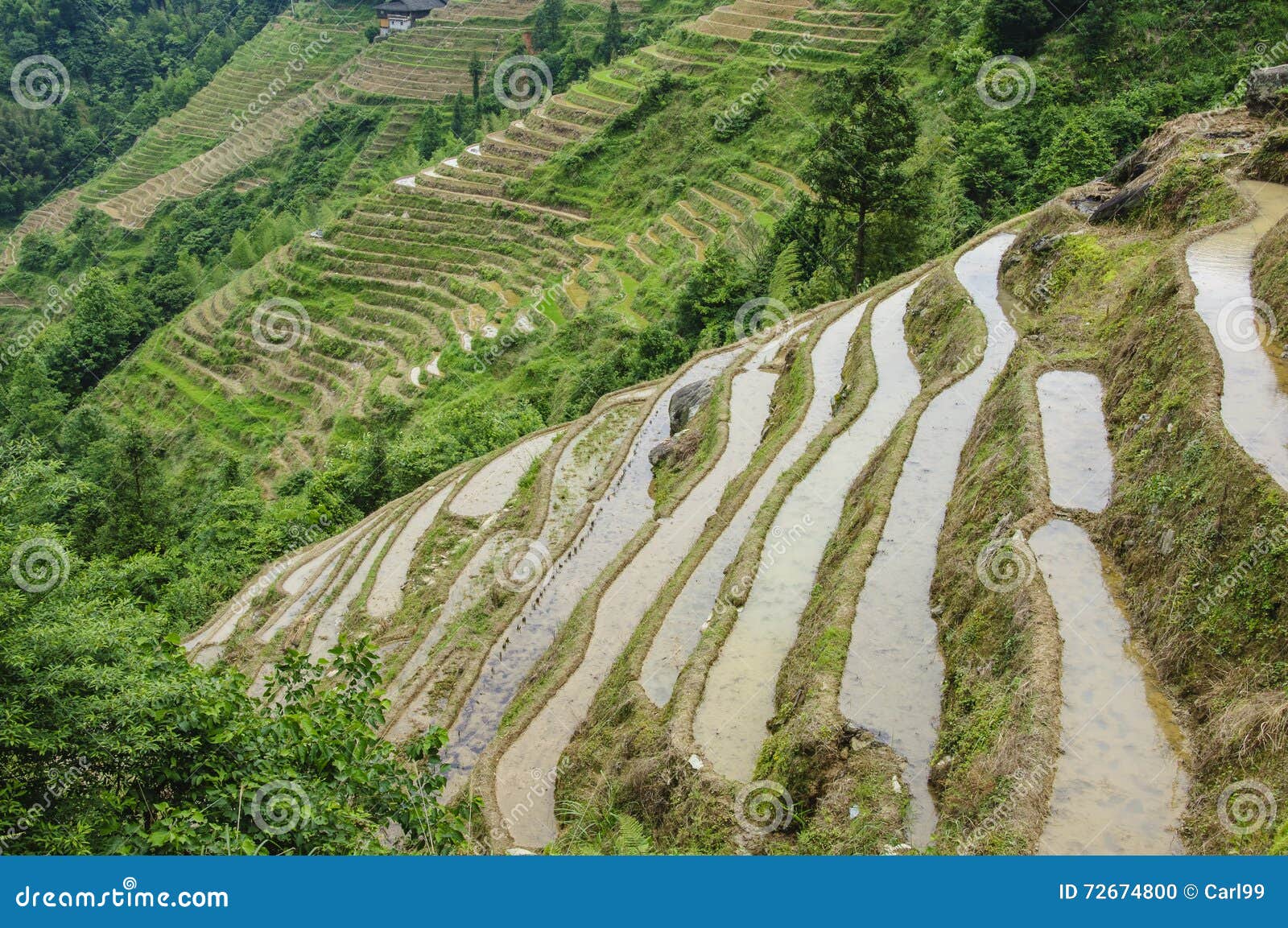 The Beautiful Terrace Fields Scenery in Spring Stock Photo - Image of ...