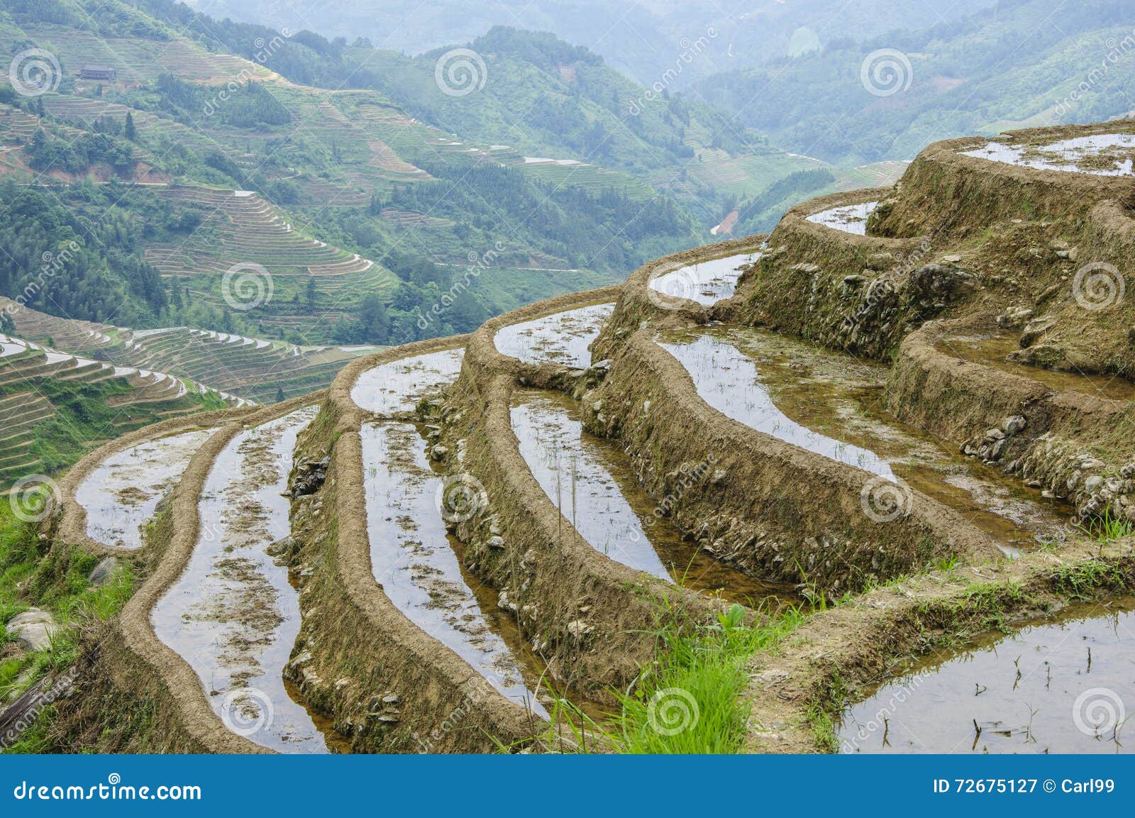 The Beautiful Terrace Fields Scenery in Spring Stock Image - Image of ...