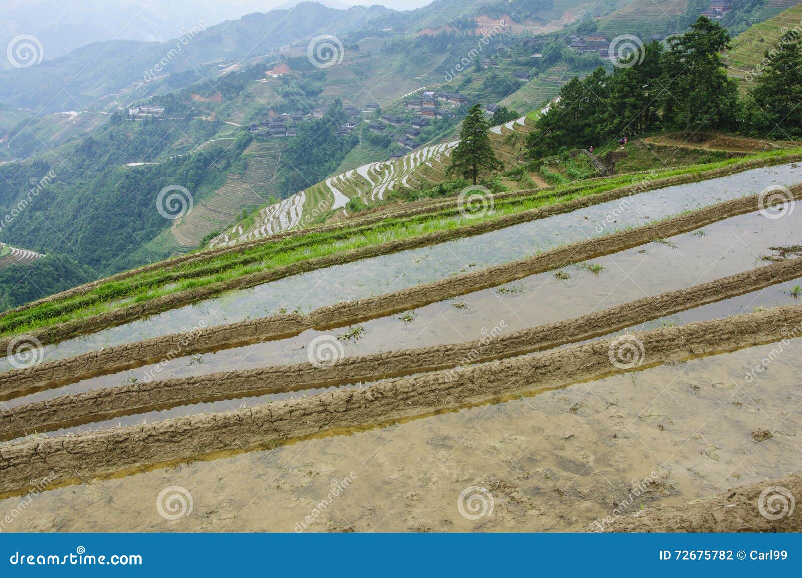 The Beautiful Terrace Fields Scenery in Spring Stock Photo - Image of ...
