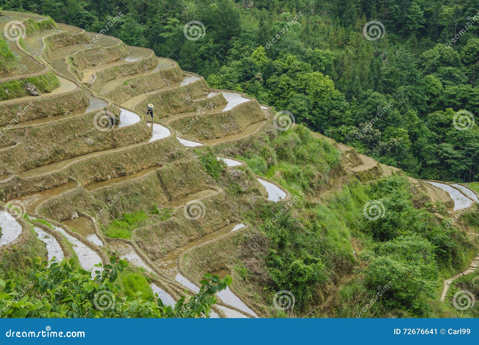 The Beautiful Terrace Fields Scenery in Spring Stock Image - Image of ...