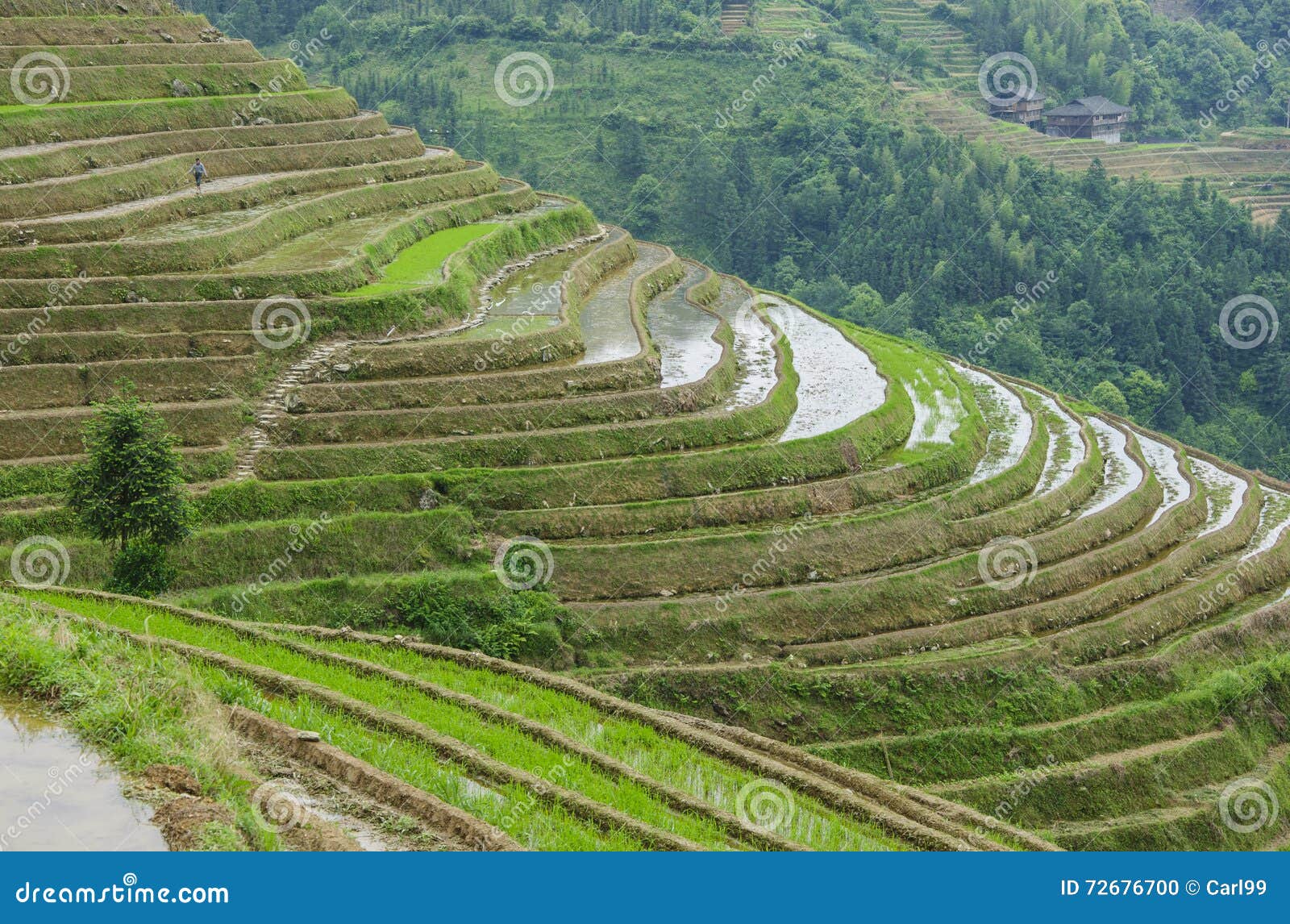 The Beautiful Terrace Fields Scenery in Spring Stock Photo - Image of ...