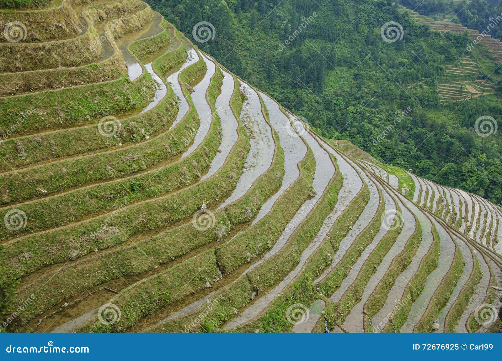 The Beautiful Terrace Fields Scenery in Spring Stock Image - Image of ...