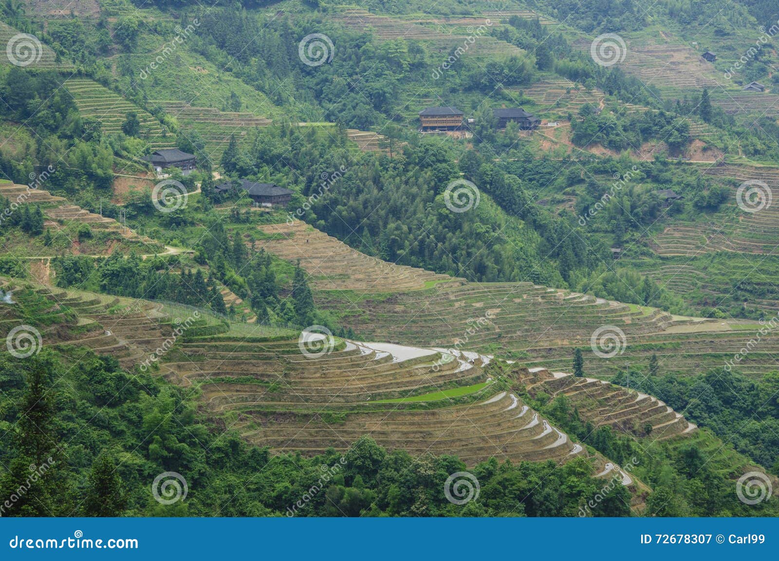 The Beautiful Terrace Fields Scenery in Spring Stock Image - Image of ...