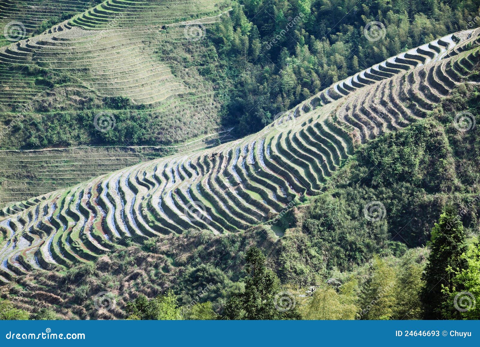 Beautiful terraced fields stock image. Image of lines - 24646693
