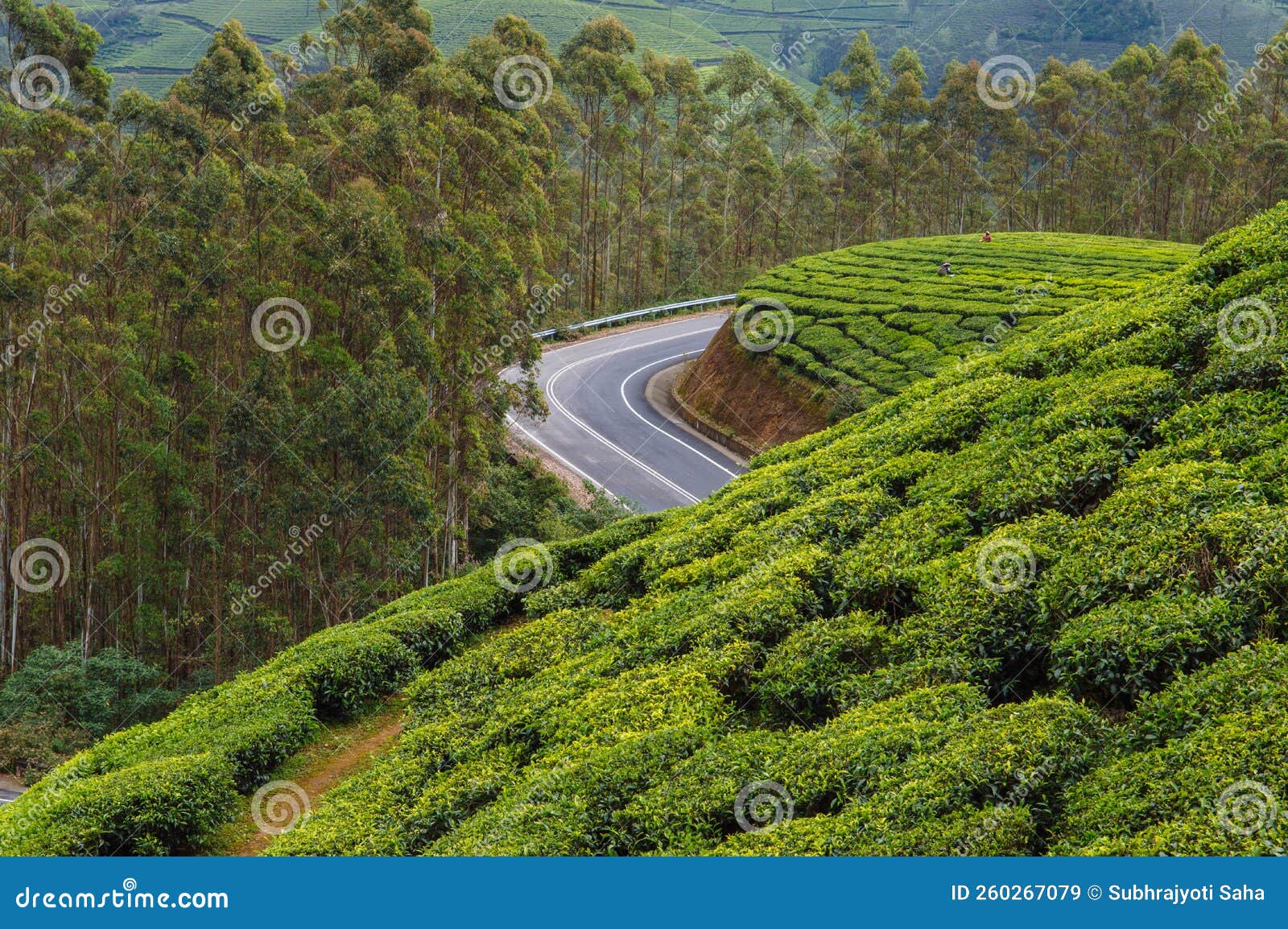 Beautiful Terraced Tea Garden on the Periphery of a Dense Forest Stock ...