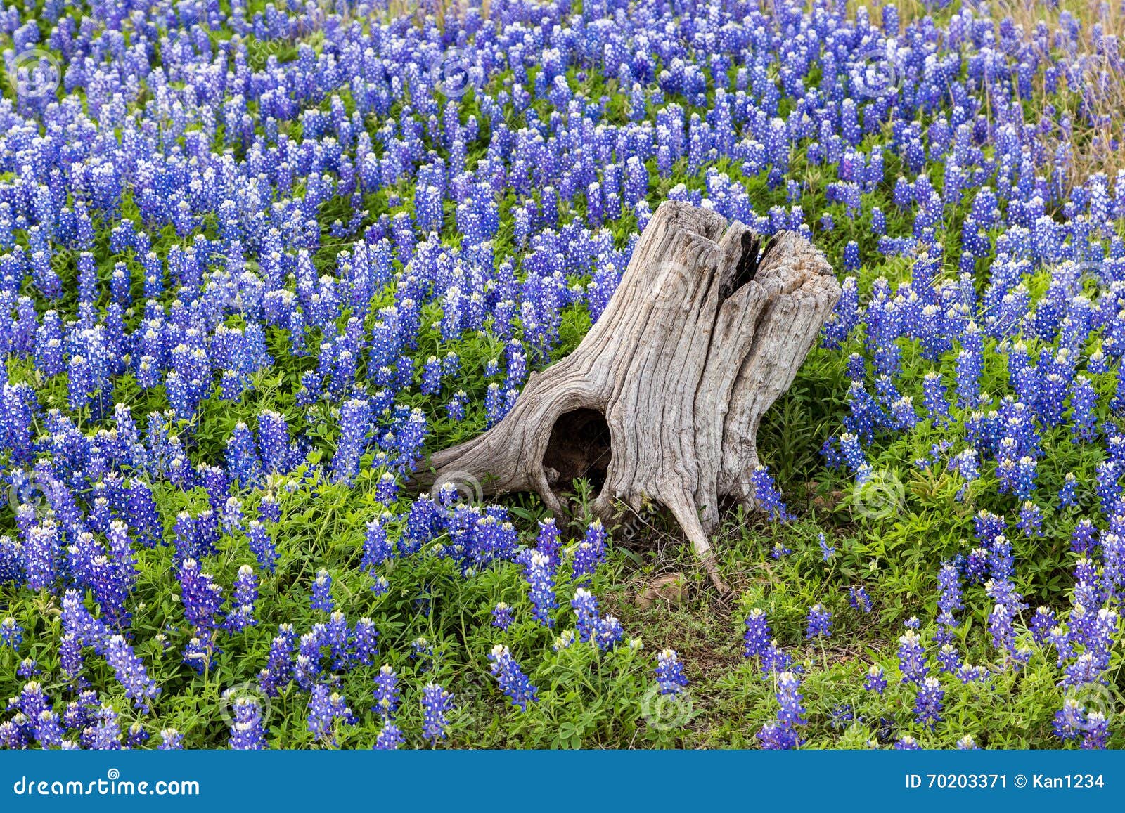 Beautiful Texas Bluebonnets and Stump Stock Image - Image of thick ...