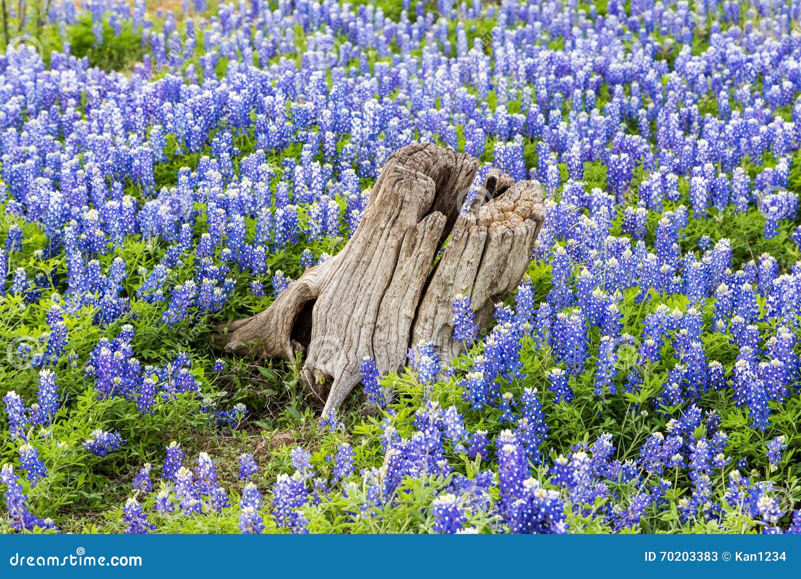 Beautiful Texas Bluebonnets and Stump. Stock Image - Image of signature ...