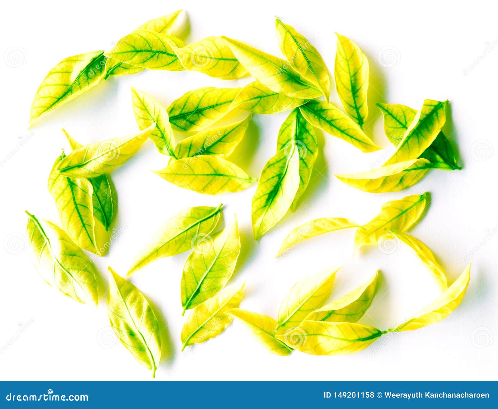 Beautiful Texture Abstract Green and Yellow Leaves of Tree Isolated on ...