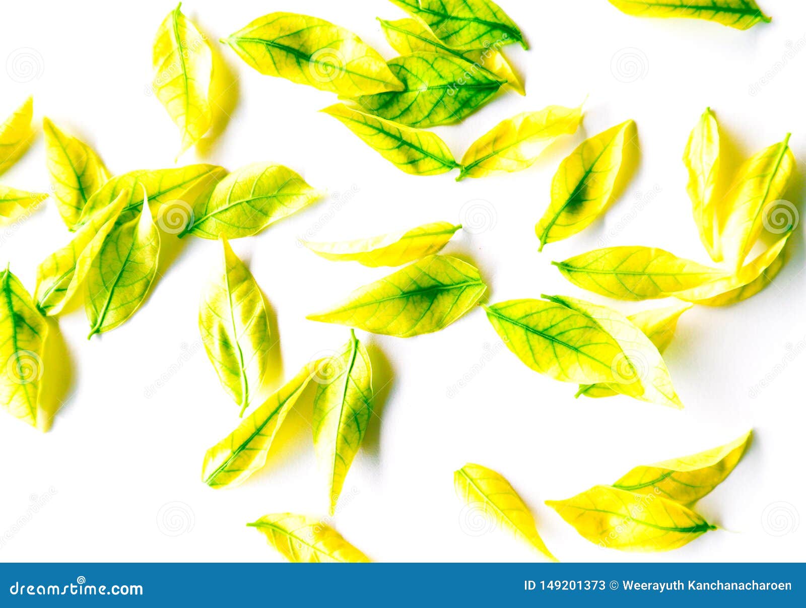 Beautiful Texture Abstract Green and Yellow Leaves of Tree Isolated on ...