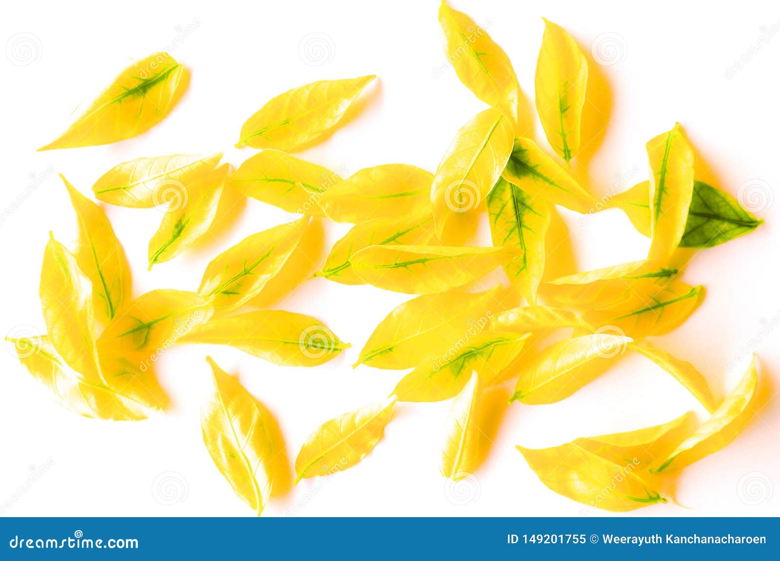 Beautiful Texture Abstract Green and Yellow Leaves of Tree Isolated on ...