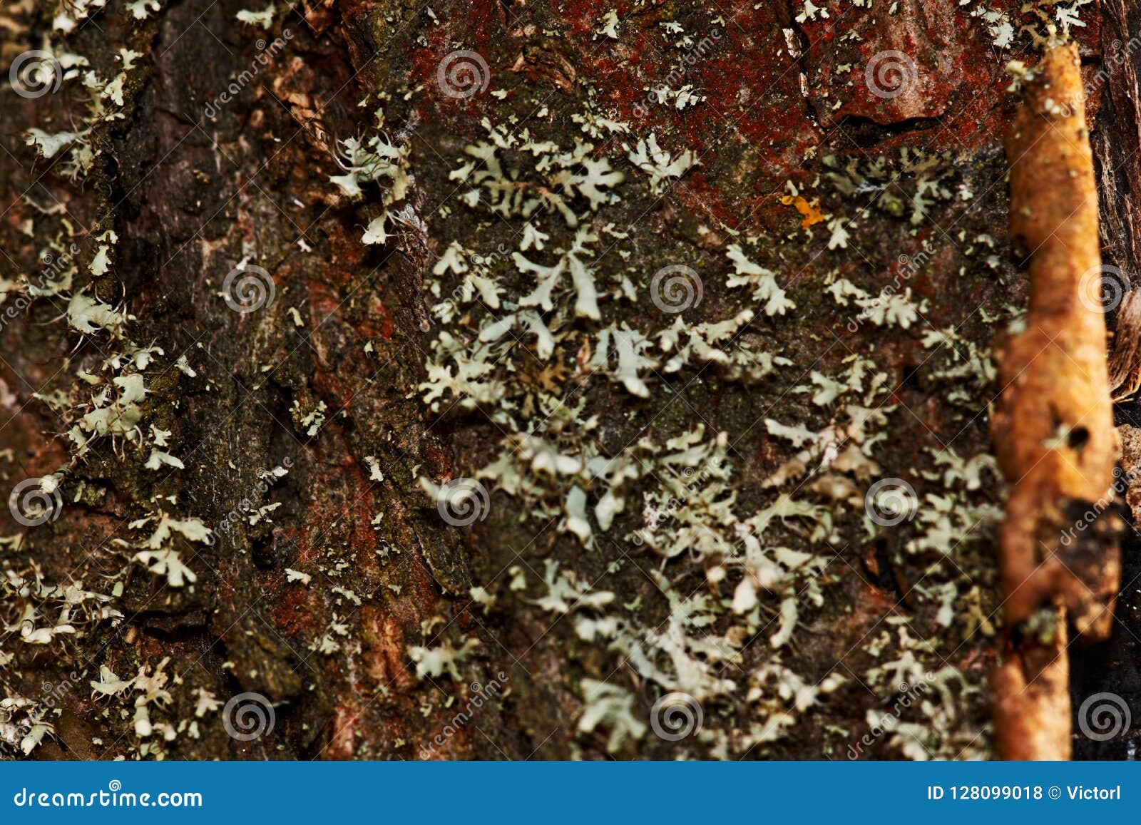 Texture `Apple Tree`. Background Naturale Stock Photo - Image of color ...