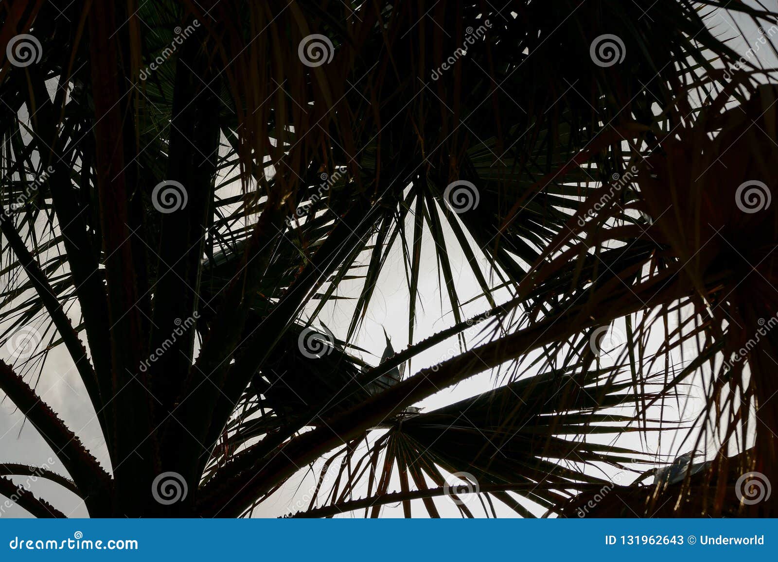 Beautiful Texture Background Palm Tree Stock Illustration ...