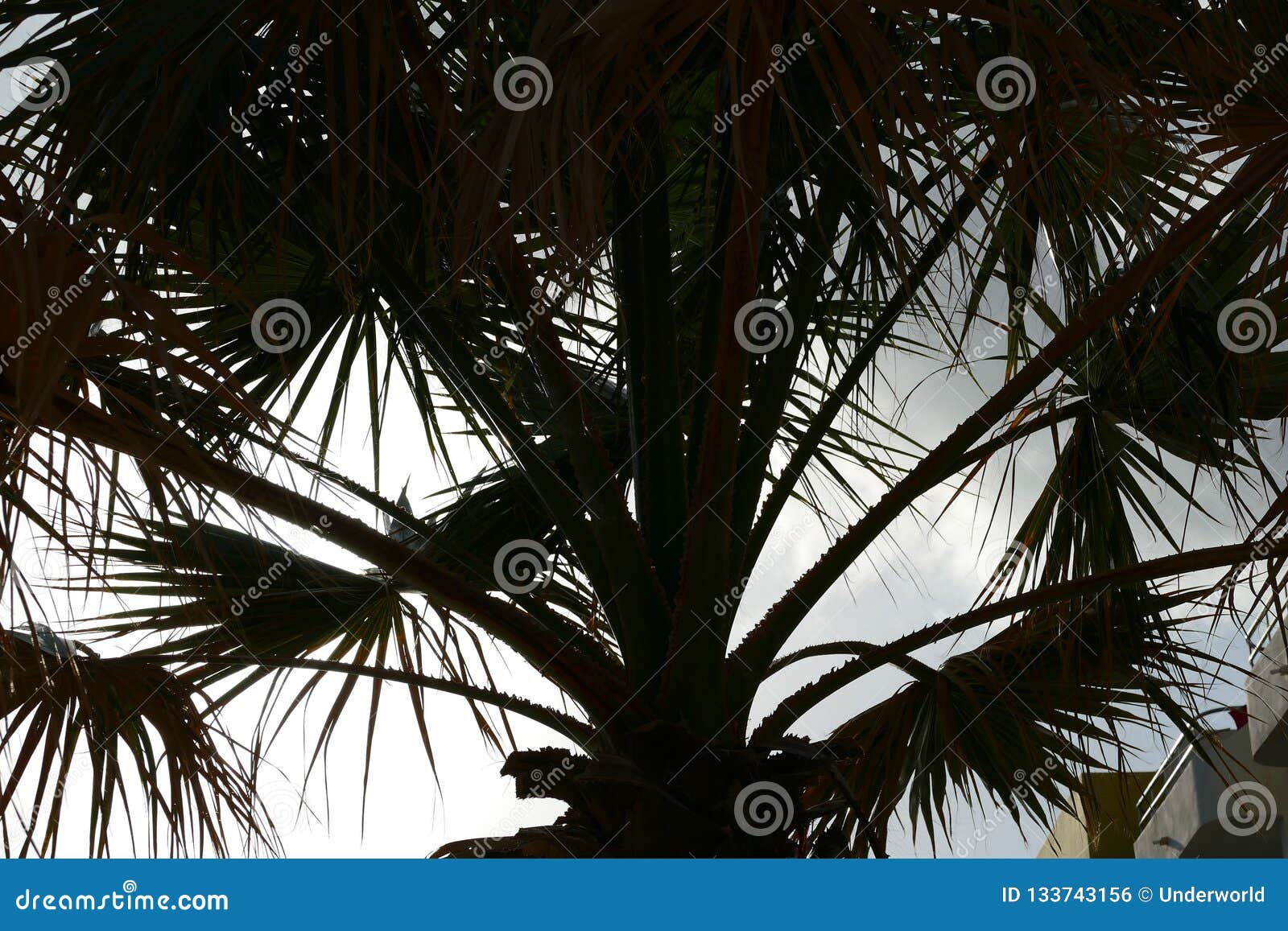 Beautiful Texture Background Palm Tree Stock Illustration ...