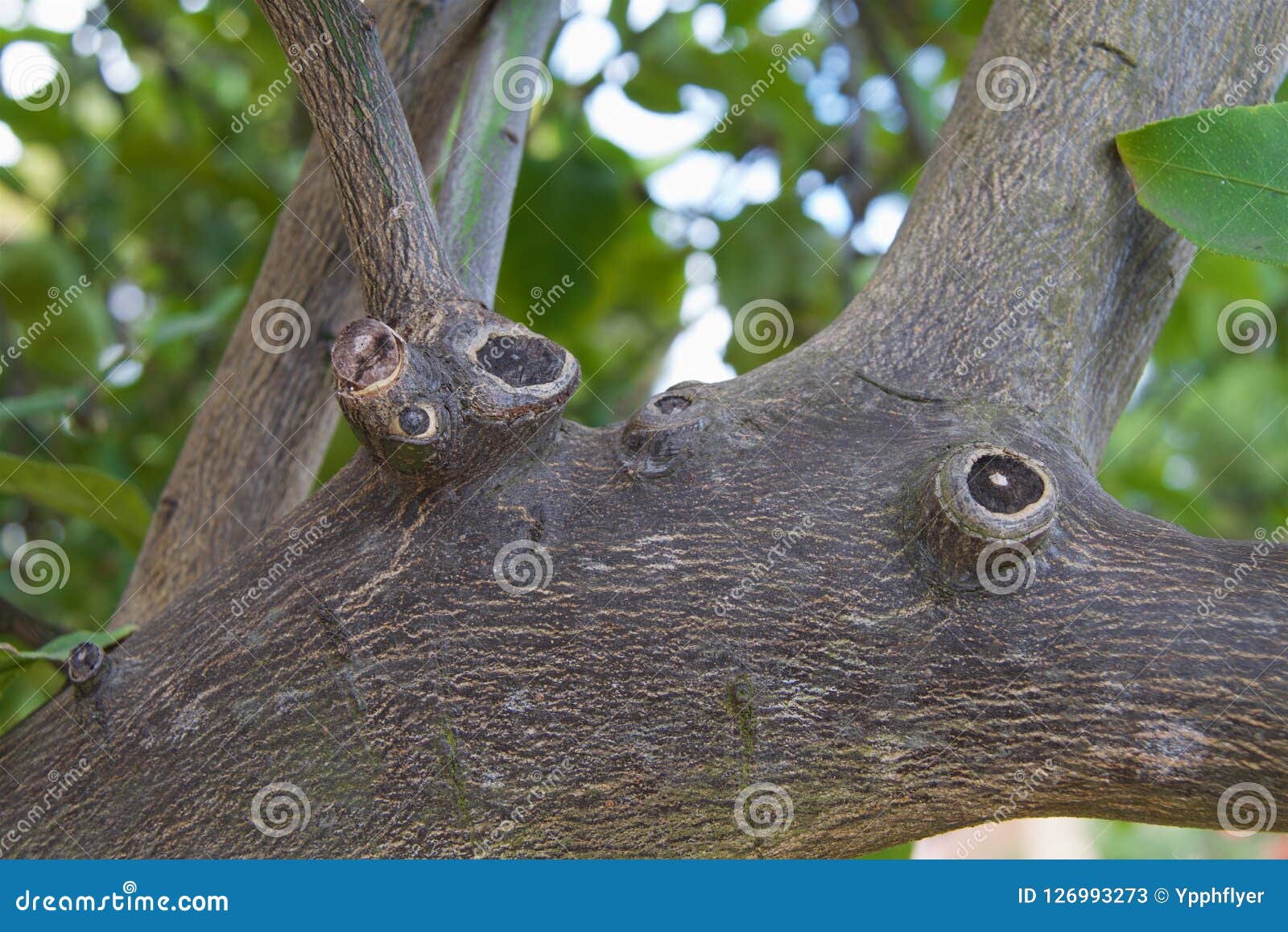 Lemon tree limbs stock image. Image of natural, outdoors - 126993273