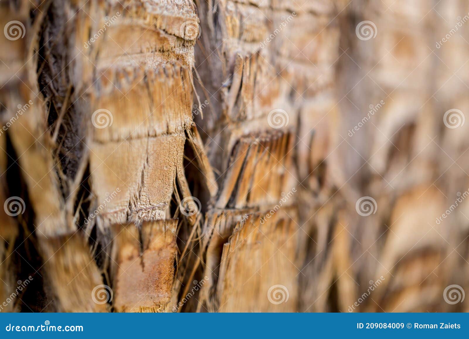 Beautiful Texture of the Big Coconut Palm Trunk Stock Image - Image of ...