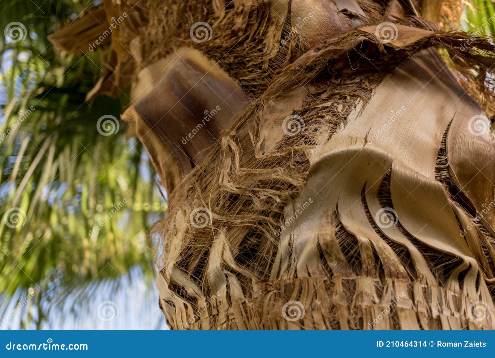 Beautiful Texture of the Big Coconut Palm Trunk Stock Photo - Image of ...