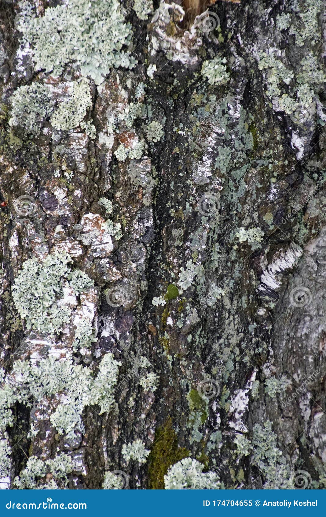 Beautiful Texture of Birch Bark. Tree Trunk. Drawing on a White Surface ...