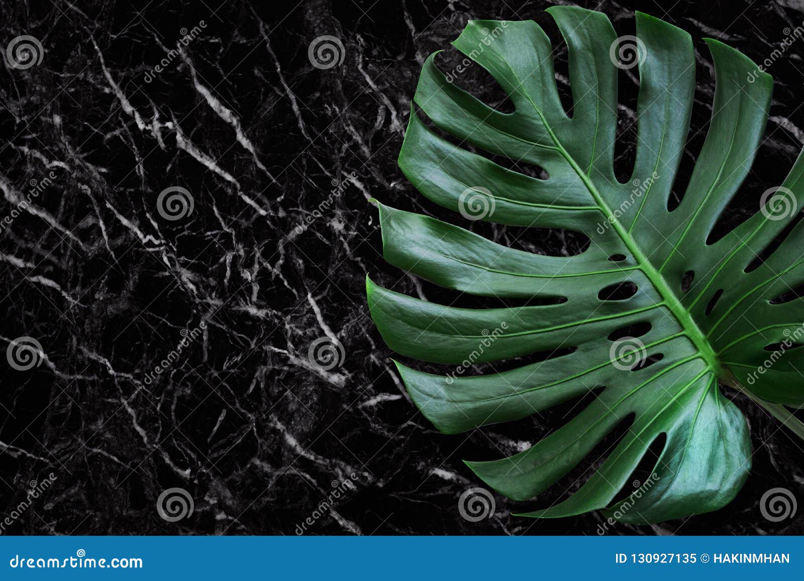 Beautiful Texture of Black Marble Stone with Monstera Leaf. Stock Image ...
