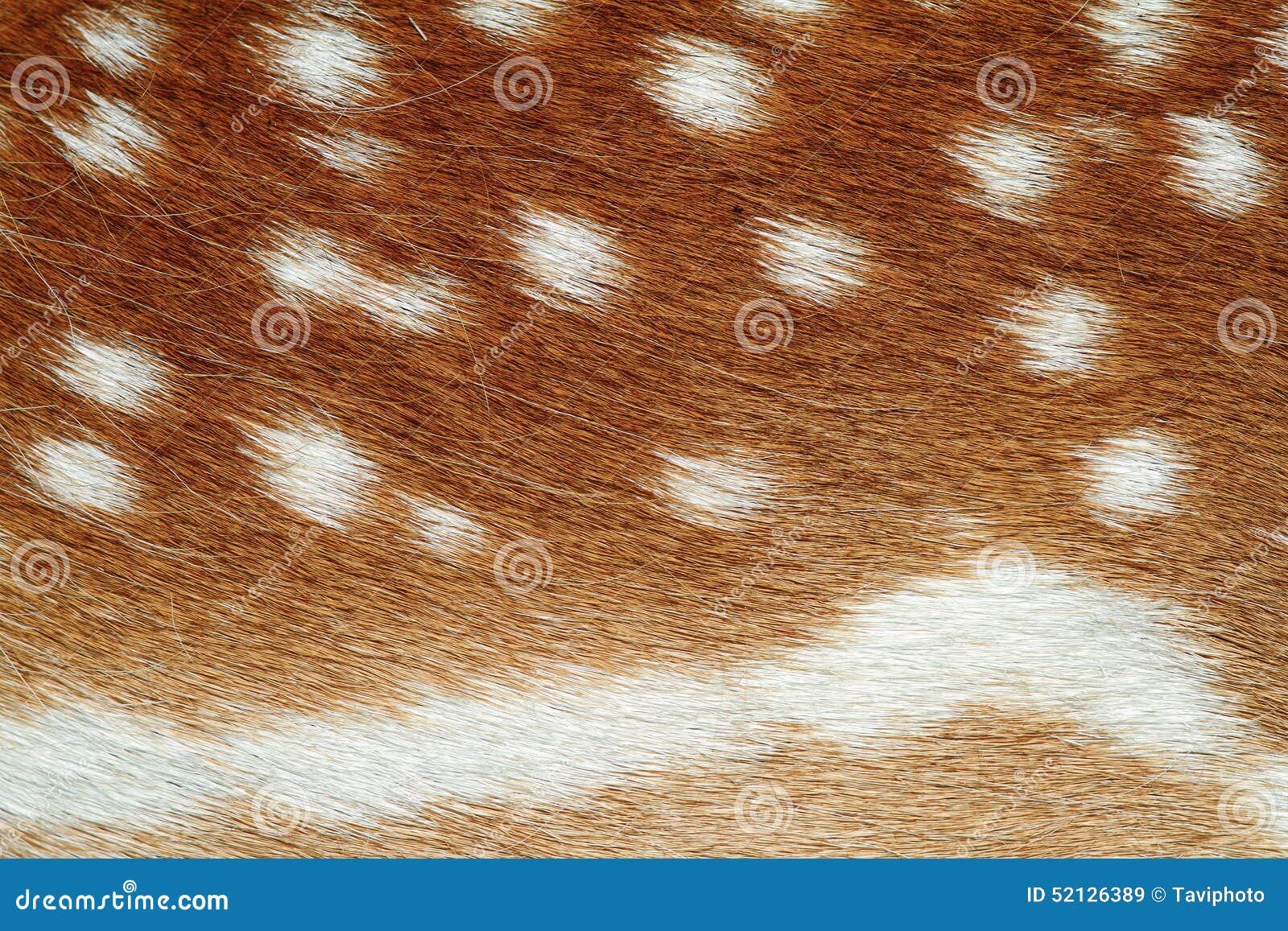 Beautiful Texture of Fallow Deer Pelt Stock Image - Image of leather ...