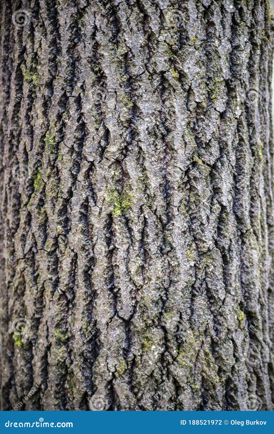 Beautiful Texture in the Form of Aspen Bark Stock Photo - Image of ...