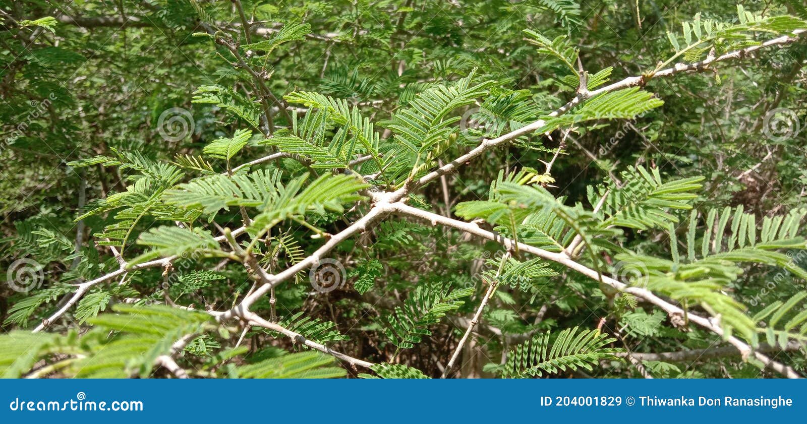 Maara Tree Stock Photos - Free & Royalty-Free Stock Photos from Dreamstime