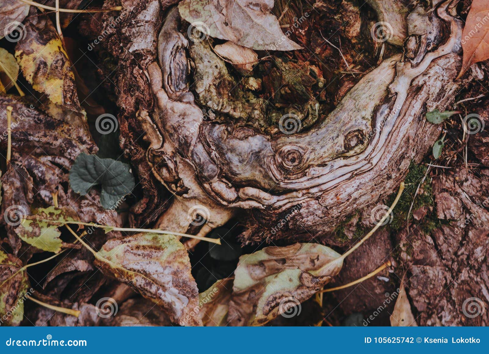 Beautiful Texture of a Tree with Autumn Leaves Stock Photo - Image of ...