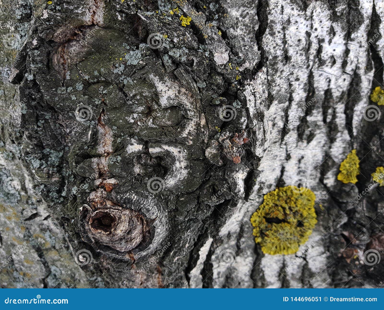 Beautiful Texture of Tree Bark with Moss and Mold Stock Image - Image ...
