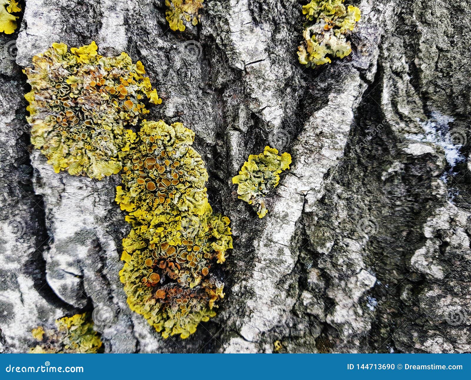 Beautiful Texture of Tree Bark with Moss and Mold Stock Photo - Image ...